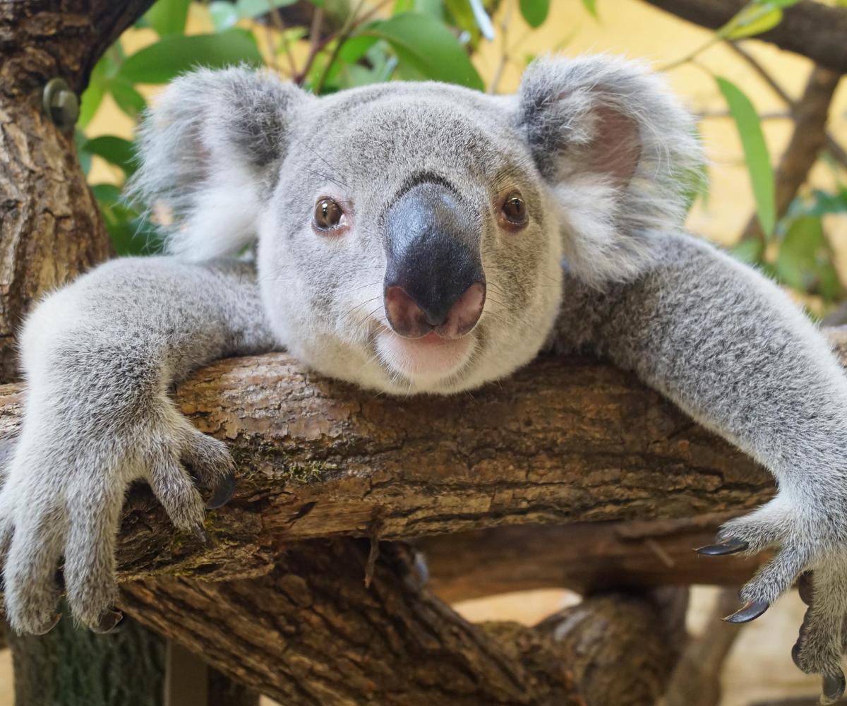 Die beliebtesten Zoos in Deutschland | JUST AWAY